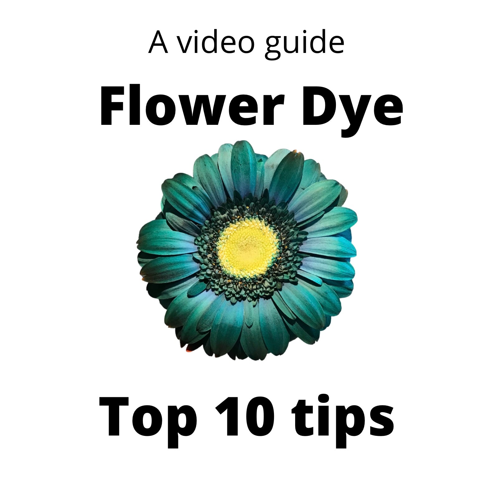 Top 10 tips for successful flower dyeing – The Flower Lab